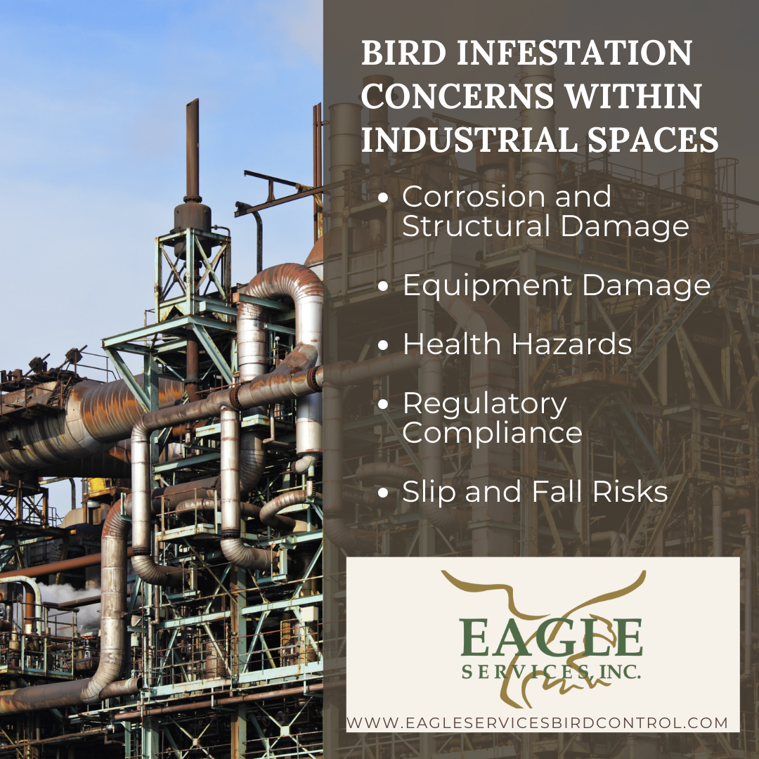 Bird Infestation Concerns Within Industrial Spaces - Eagle Services Inc.